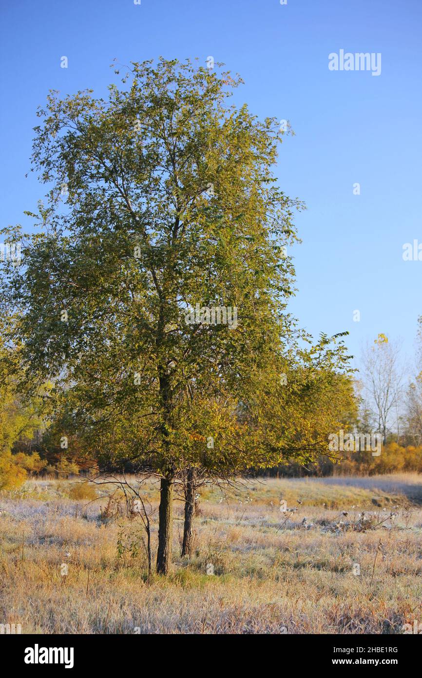 Tall trees growing in the golden brown woods on a beautiful autumn day ...