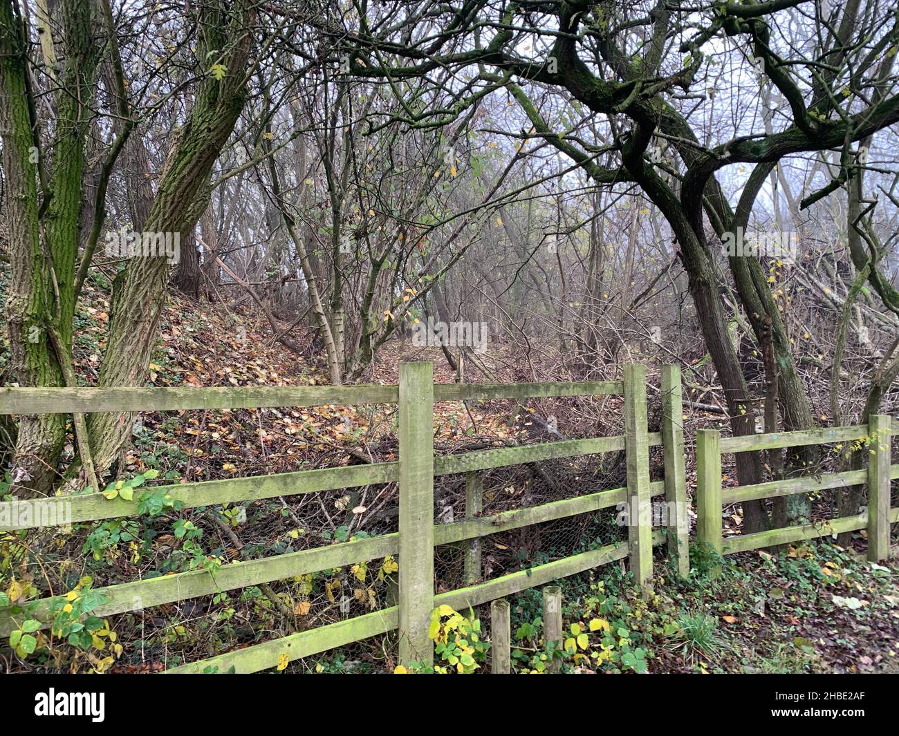 Grand Union Canal Northampton Northamptonshire UK trees wood forest ...