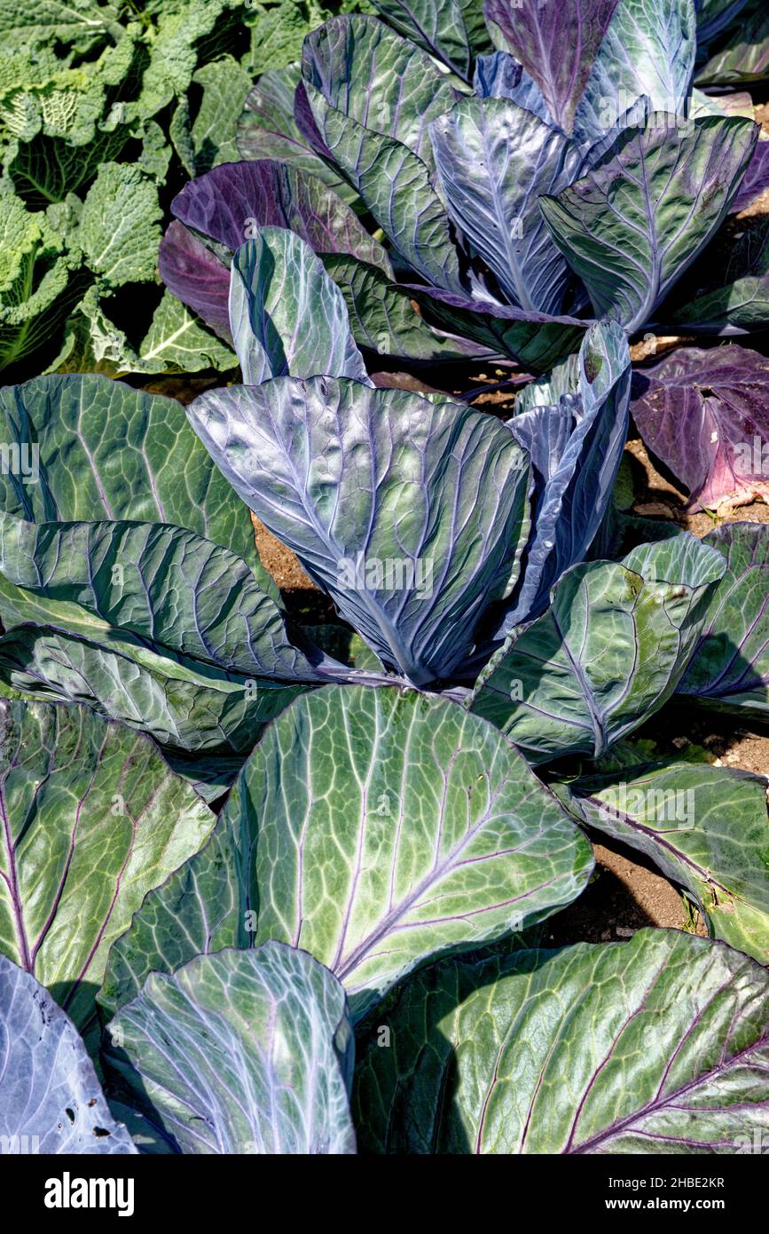 Cabage crops in rows on the field on summer day in rural area ...