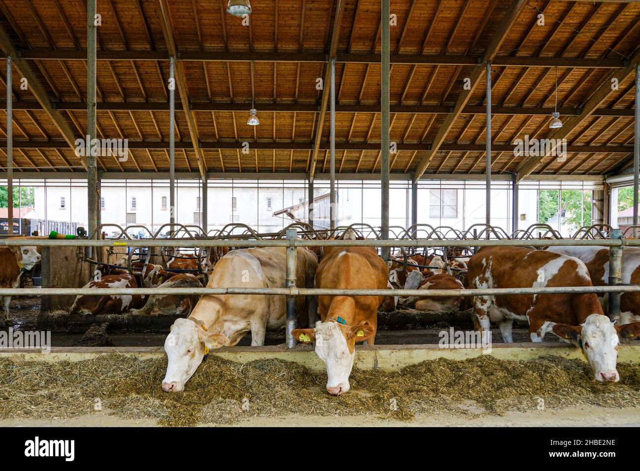 Cows in the barn hi-res stock photography and images - Alamy