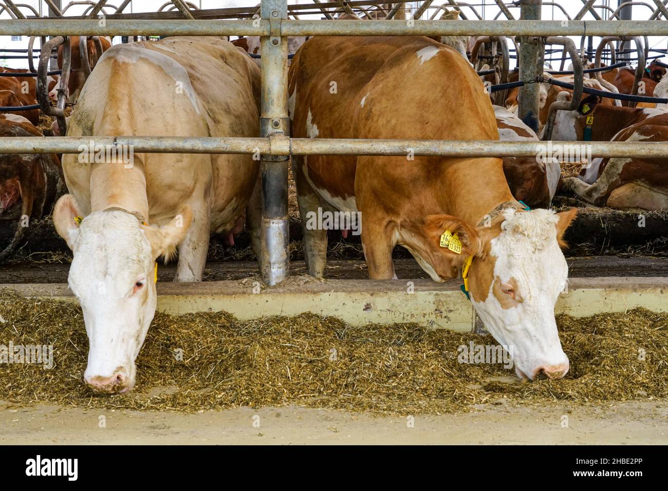 Cows in the barn hi-res stock photography and images - Alamy