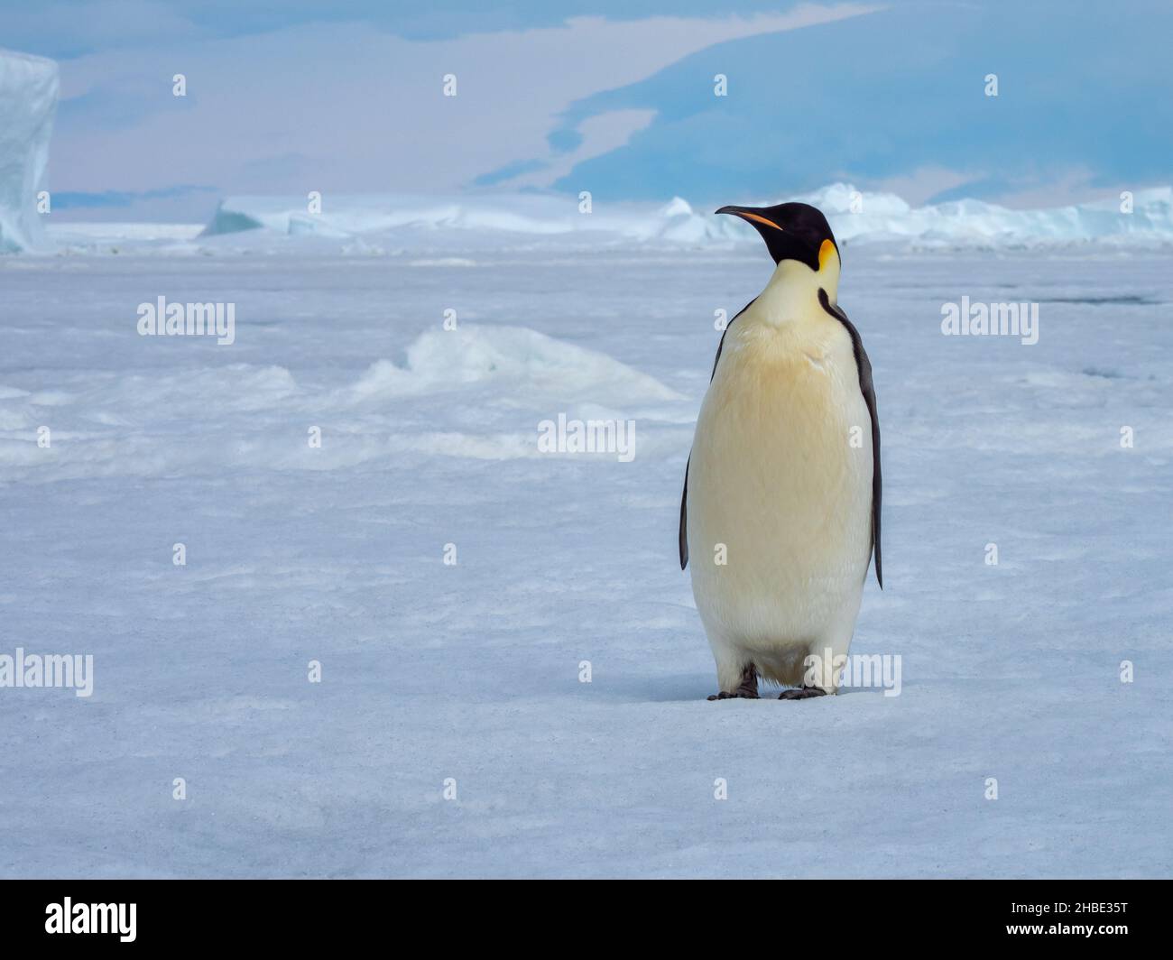 Emperor penguin antarctica hi-res stock photography and images - Alamy
