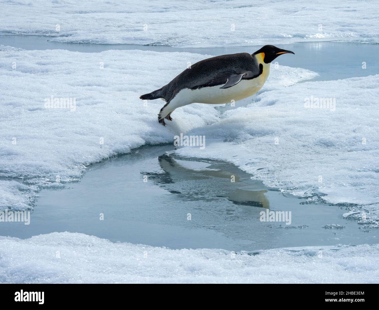Emperor penguin antarctica hi-res stock photography and images - Alamy