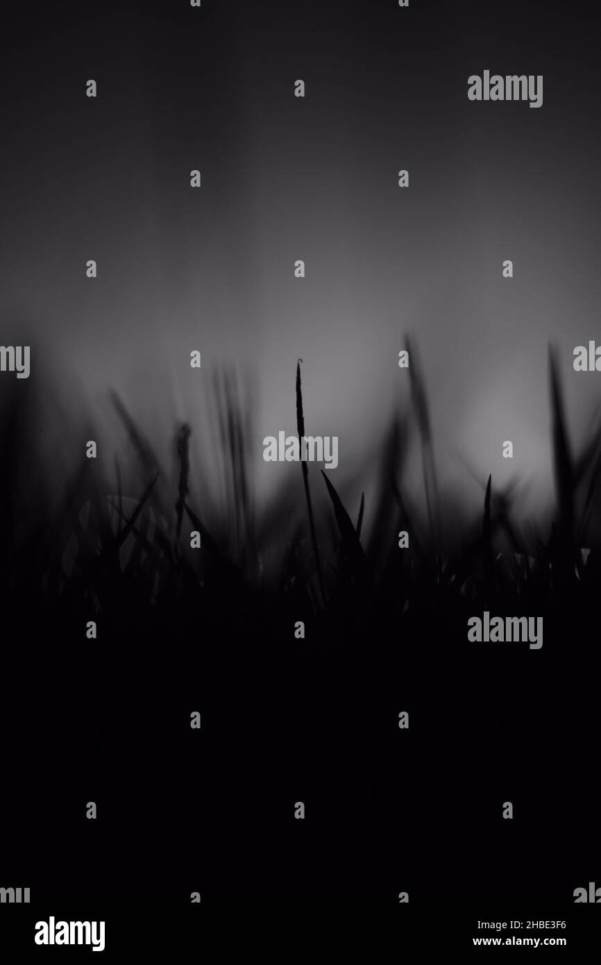 A grayscale shot of the grass and other plants on a blurred background ...