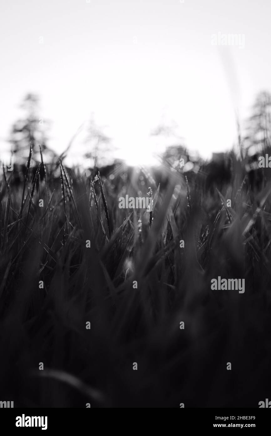 A grayscale shot of the grass and other plants on a blurred background ...
