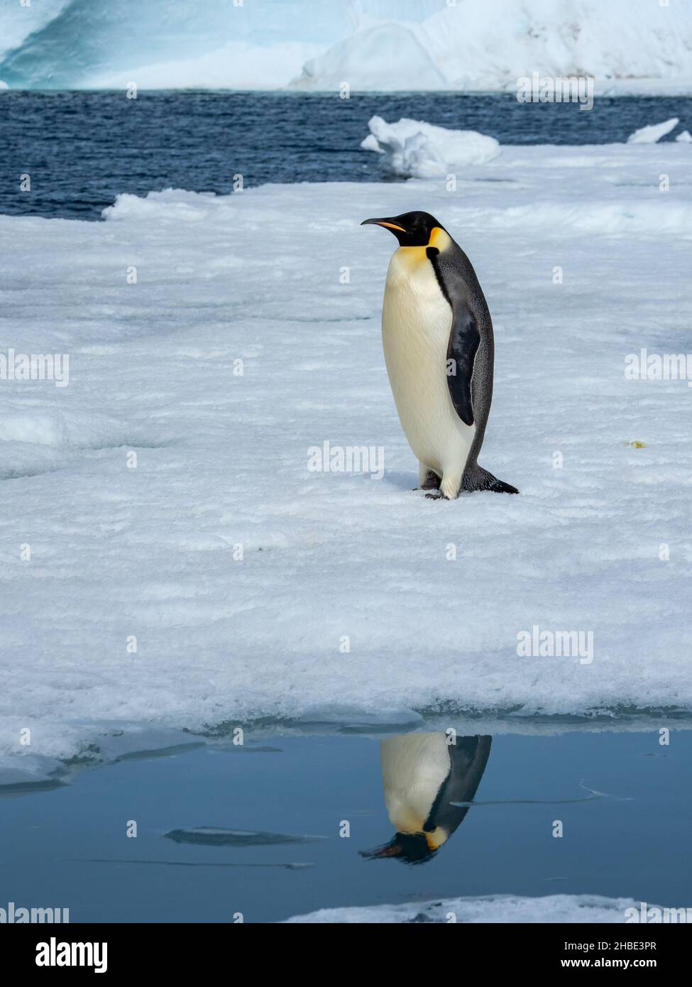 Emperor penguin, Aptenodytes forsteri, near the colony at Snow Hill on ...
