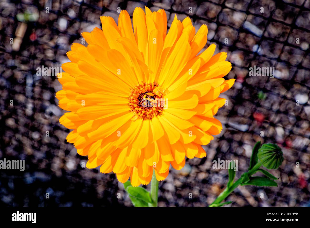 Close up of a single flower of the hardy annual pot marigold, Calendula ...