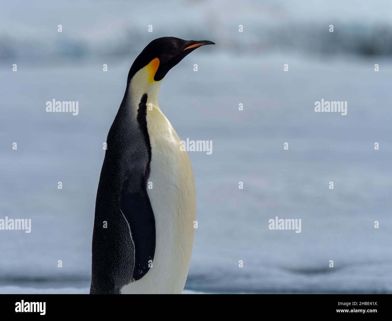 Emperor penguin antarctica hi-res stock photography and images - Alamy