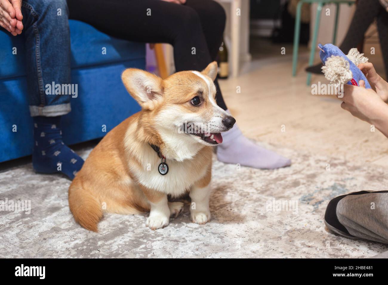 Cute, playful ginger corgi puppy. Pedigree dog Stock Photo - Alamy