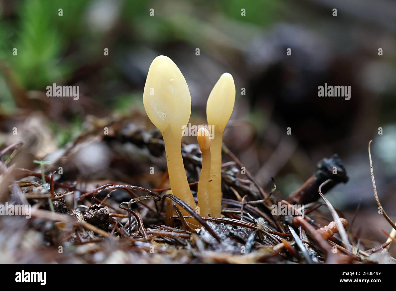 Spathularia hi-res stock photography and images - Alamy