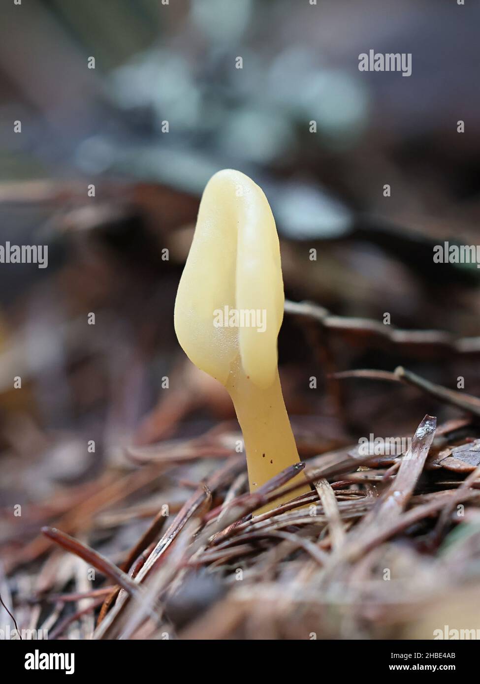 Spathularia flavida, commonly known as the yellow earth tongue, the ...