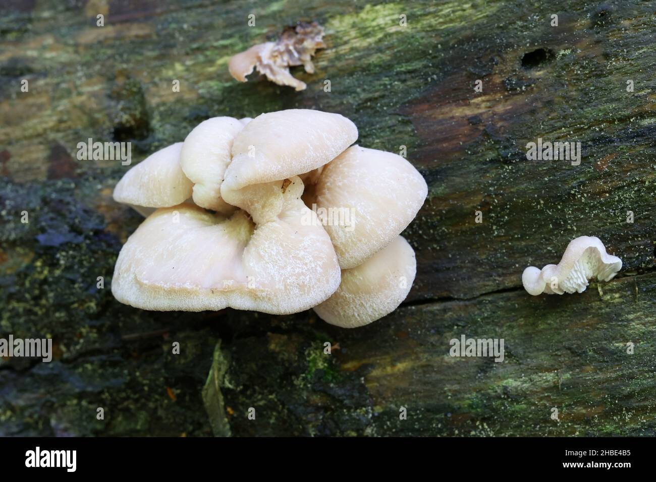 Lentinellus ursinus, commonly called the Bear Lentinus, wild mushroom ...