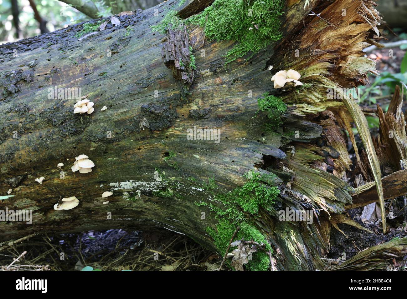 Lentinellus ursinus, commonly called the Bear Lentinus, wild mushroom ...