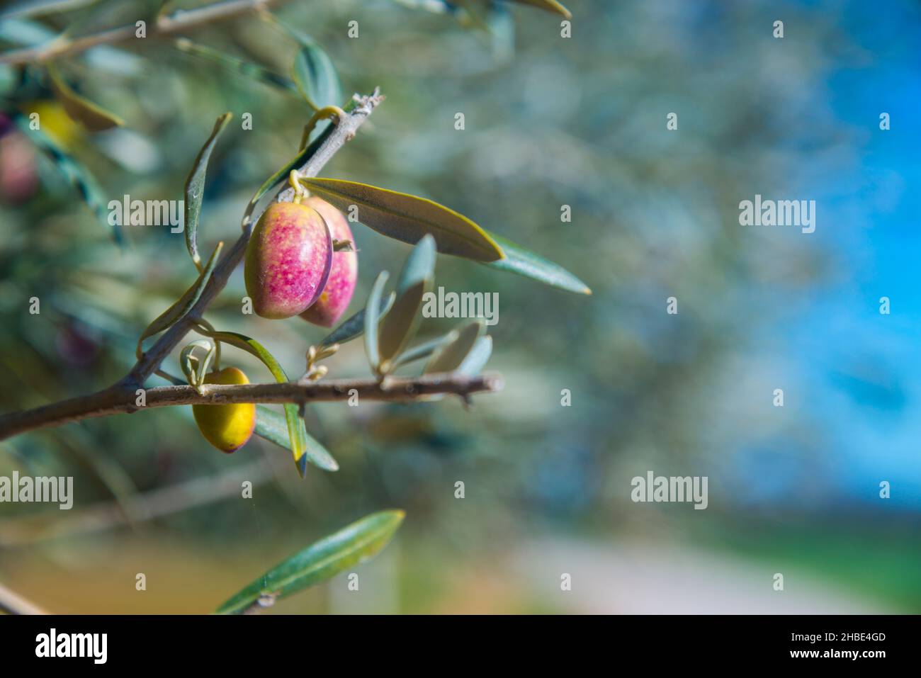 Olive tree view hi-res stock photography and images - Alamy