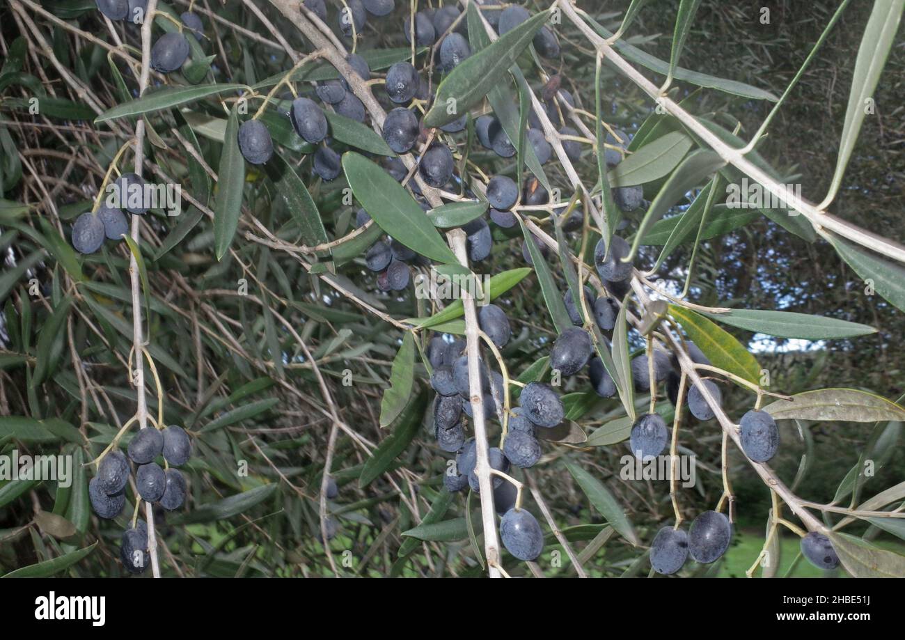 Wild olive-tree (Olea europaea var. sylvestris Stock Photo - Alamy