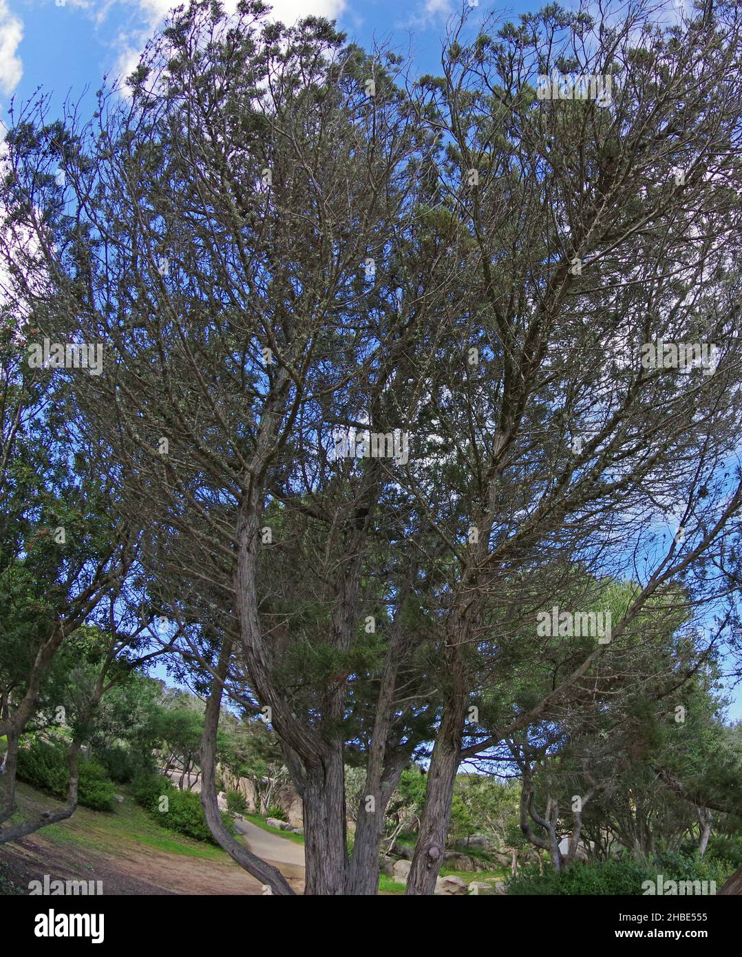 Juniper tree (juniperus phoenicia) in Sardinia, Italy Stock Photo - Alamy