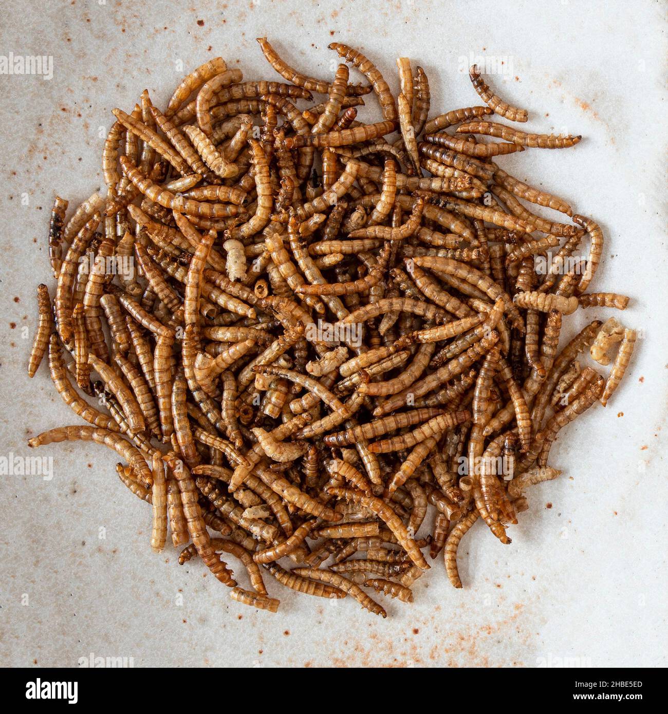 Edible insects hi-res stock photography and images - Alamy