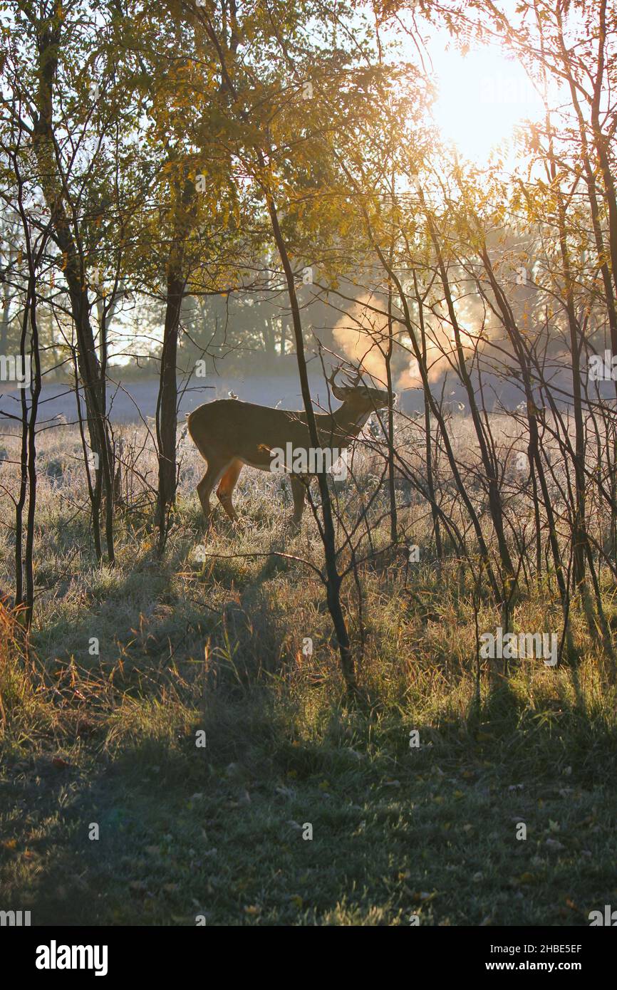 Spectacular wild deer buck snorting on a beautiful autumn morning Stock ...