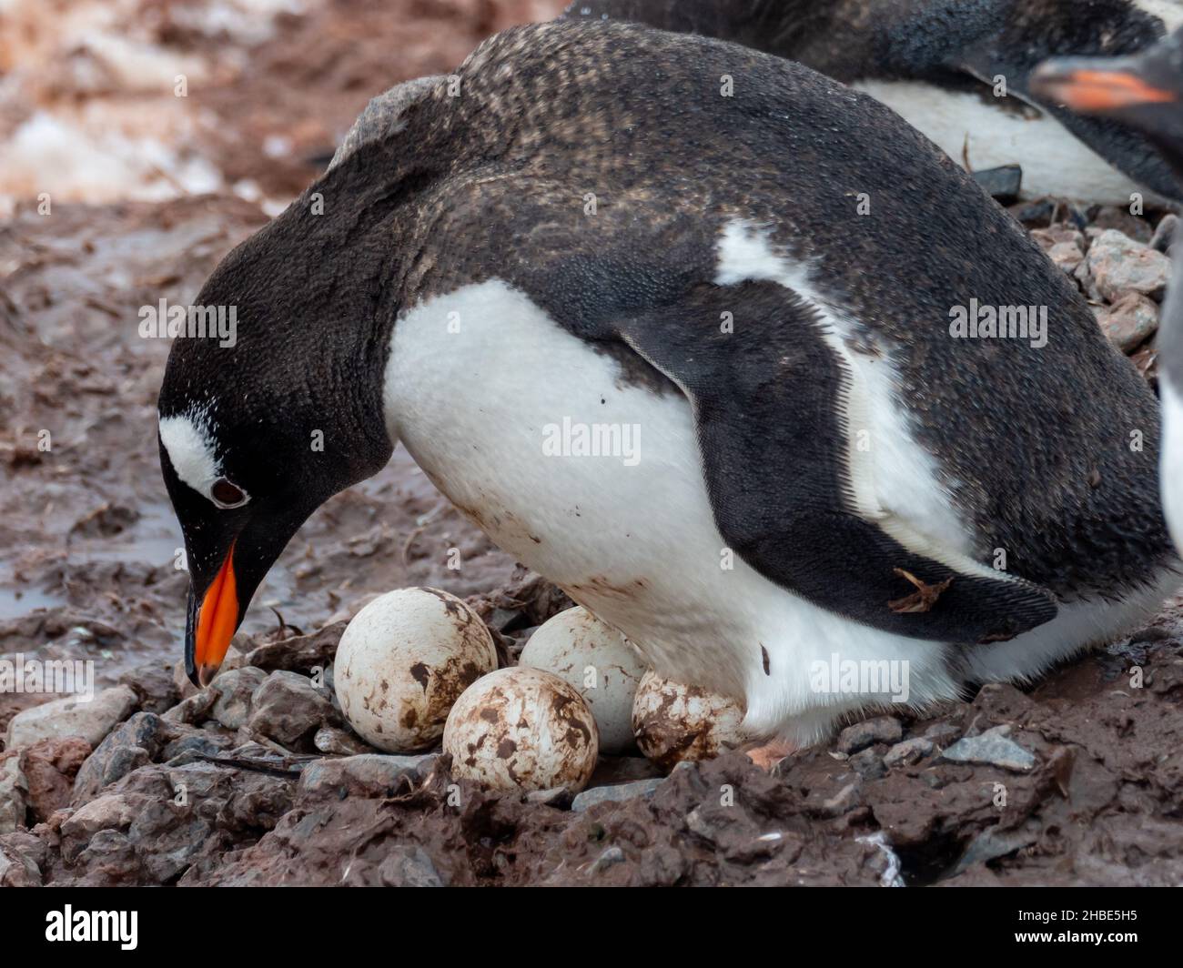 Gentoo Penguin Eggs