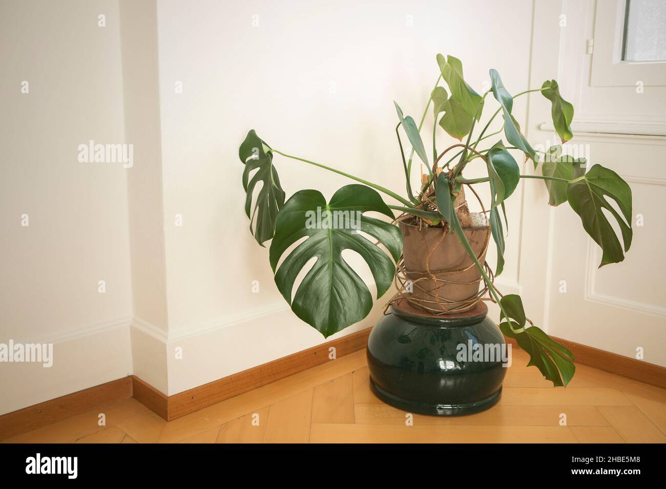 Monstera plant indoor, potted monstera houseplant in the living room by ...