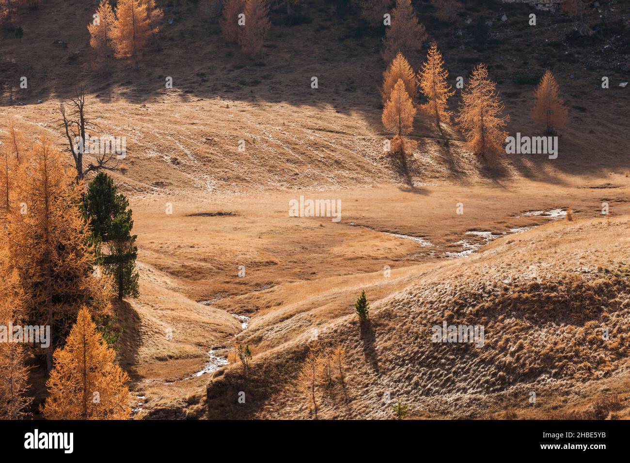 yellow larches at fall in the woods Stock Photo - Alamy