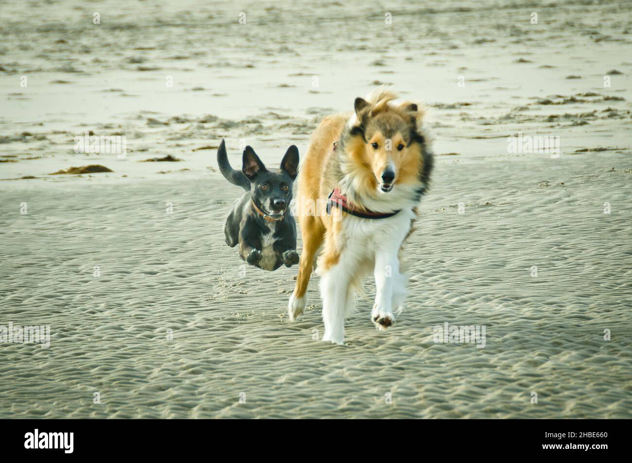 Two young dogs are running and jumping together at the beach very funny ...