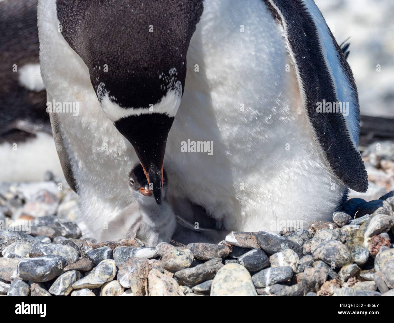 Penguin eye hi-res stock photography and images - Alamy