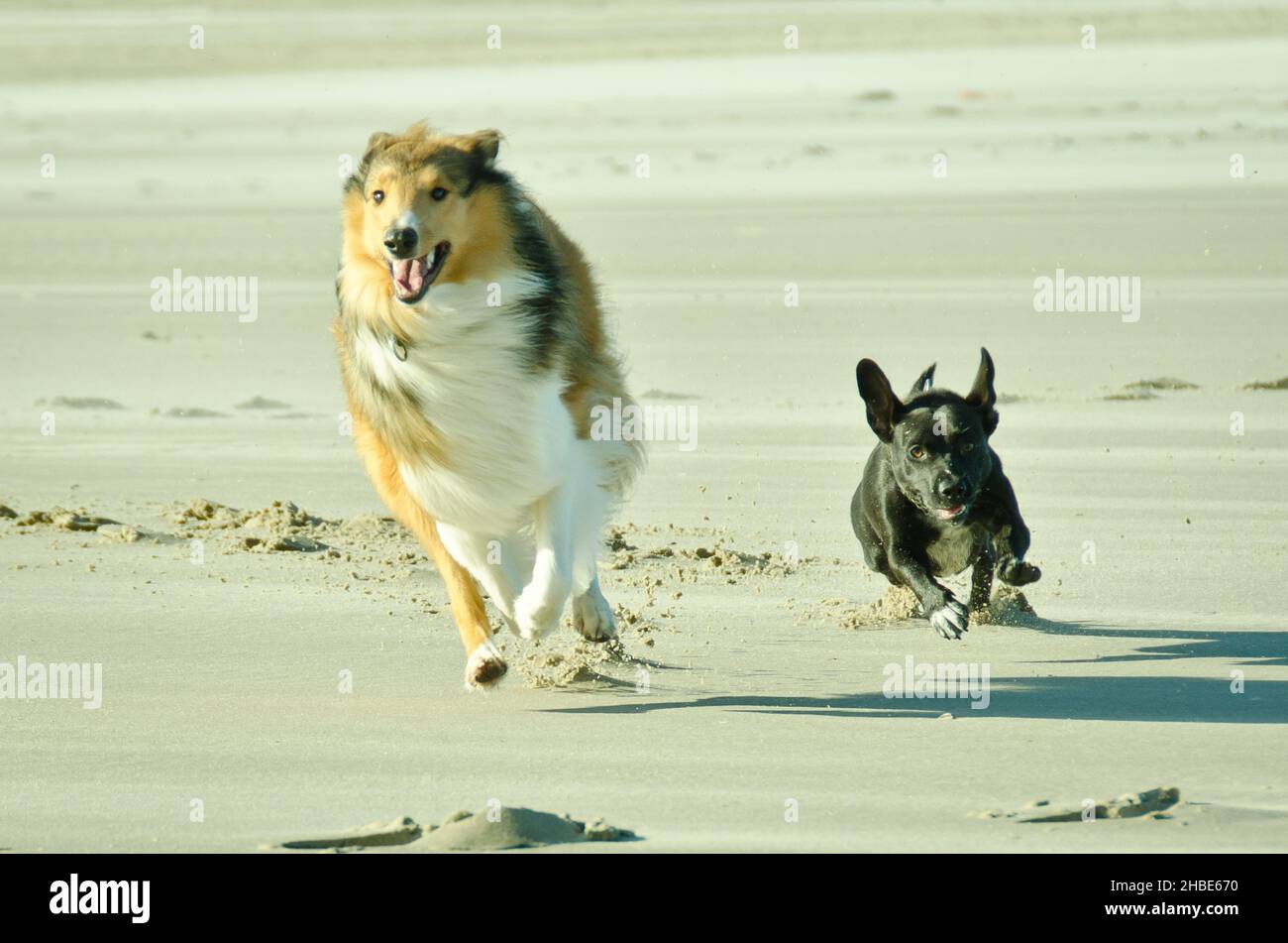 Two young dogs are running and jumping together at the beach very funny ...