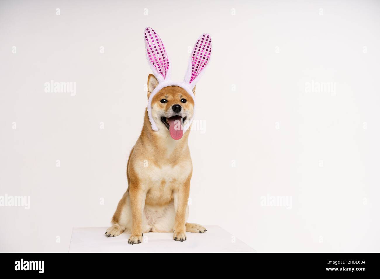 Happy purebred shiba inu dog, dressed in a costume with bunny ears to ...