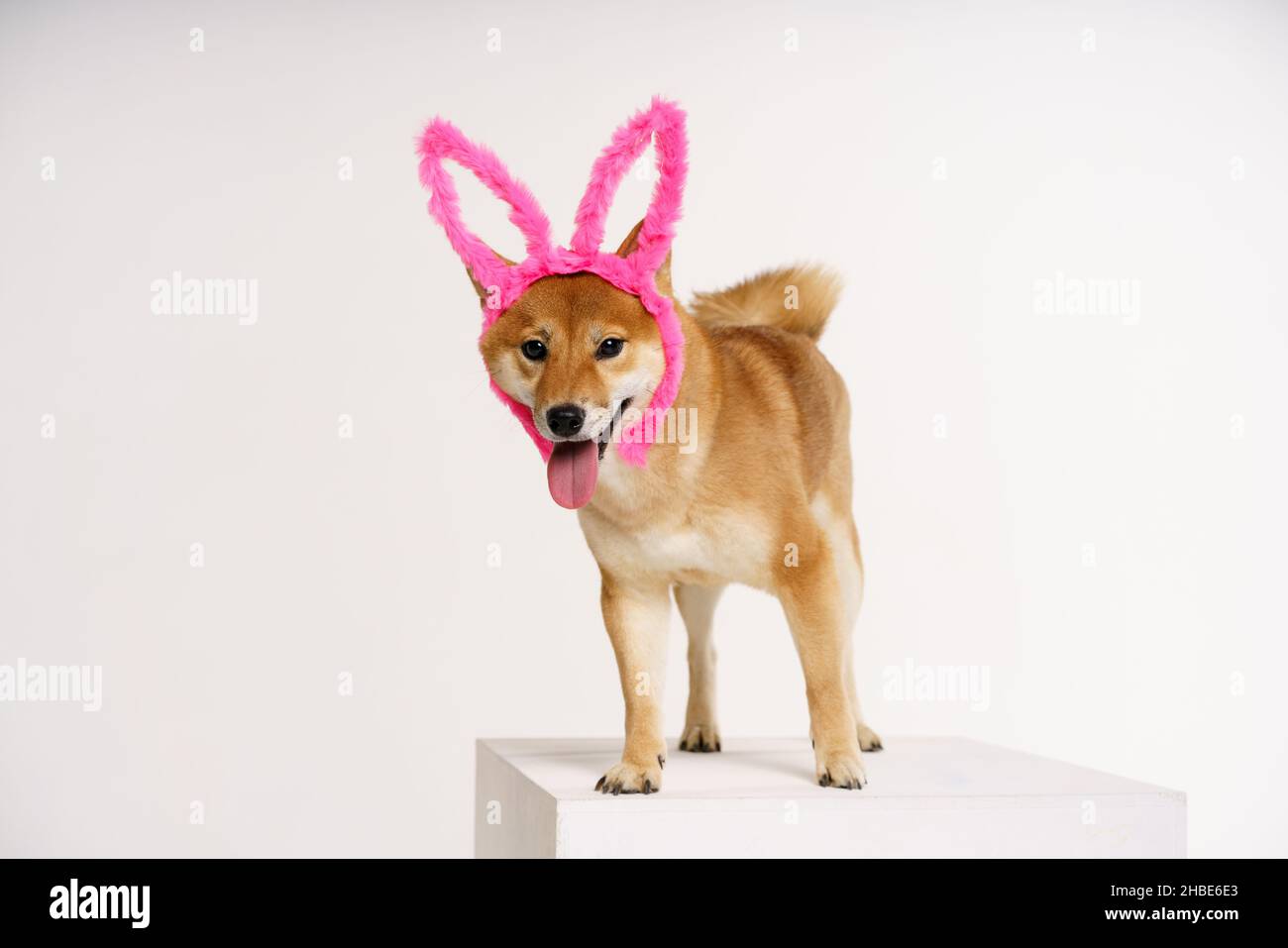 Portrait of cute red shiba on light background with pink bunny ears ...