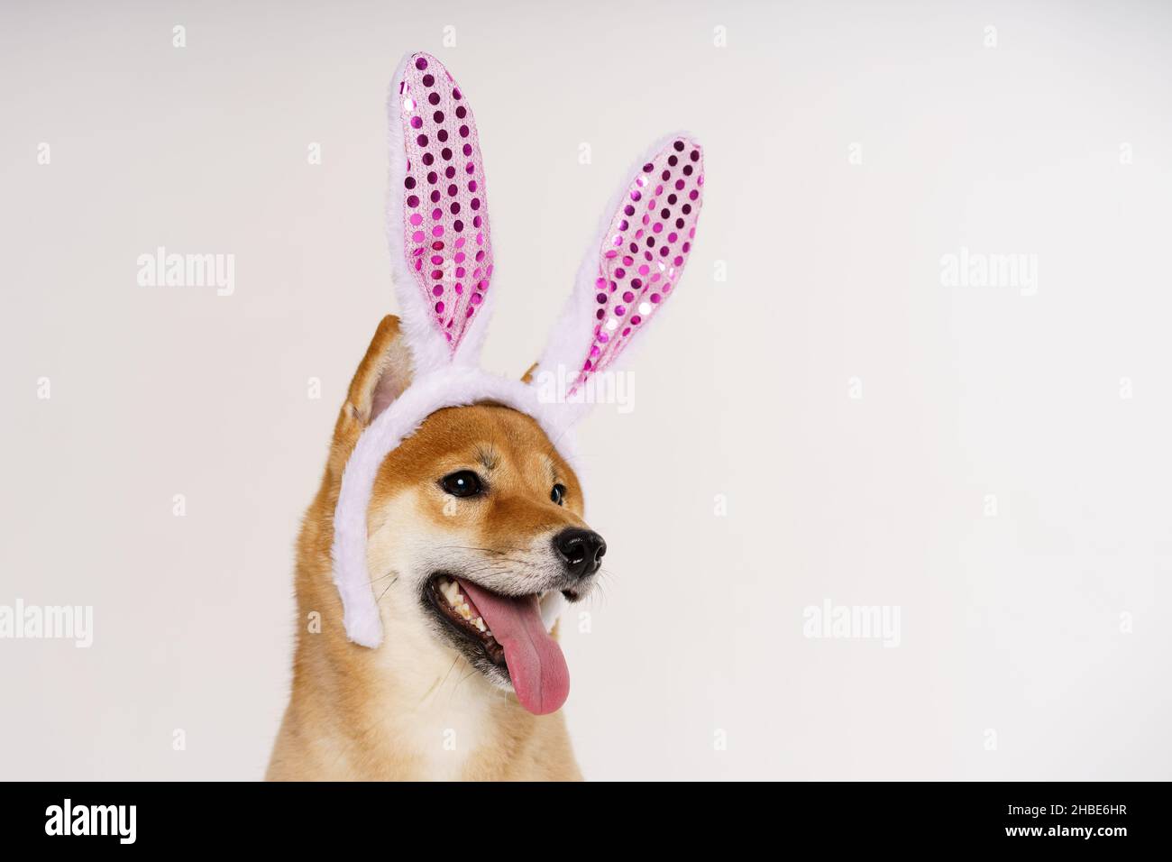 Portrait of cute red shiba on light background with pink bunny ears ...