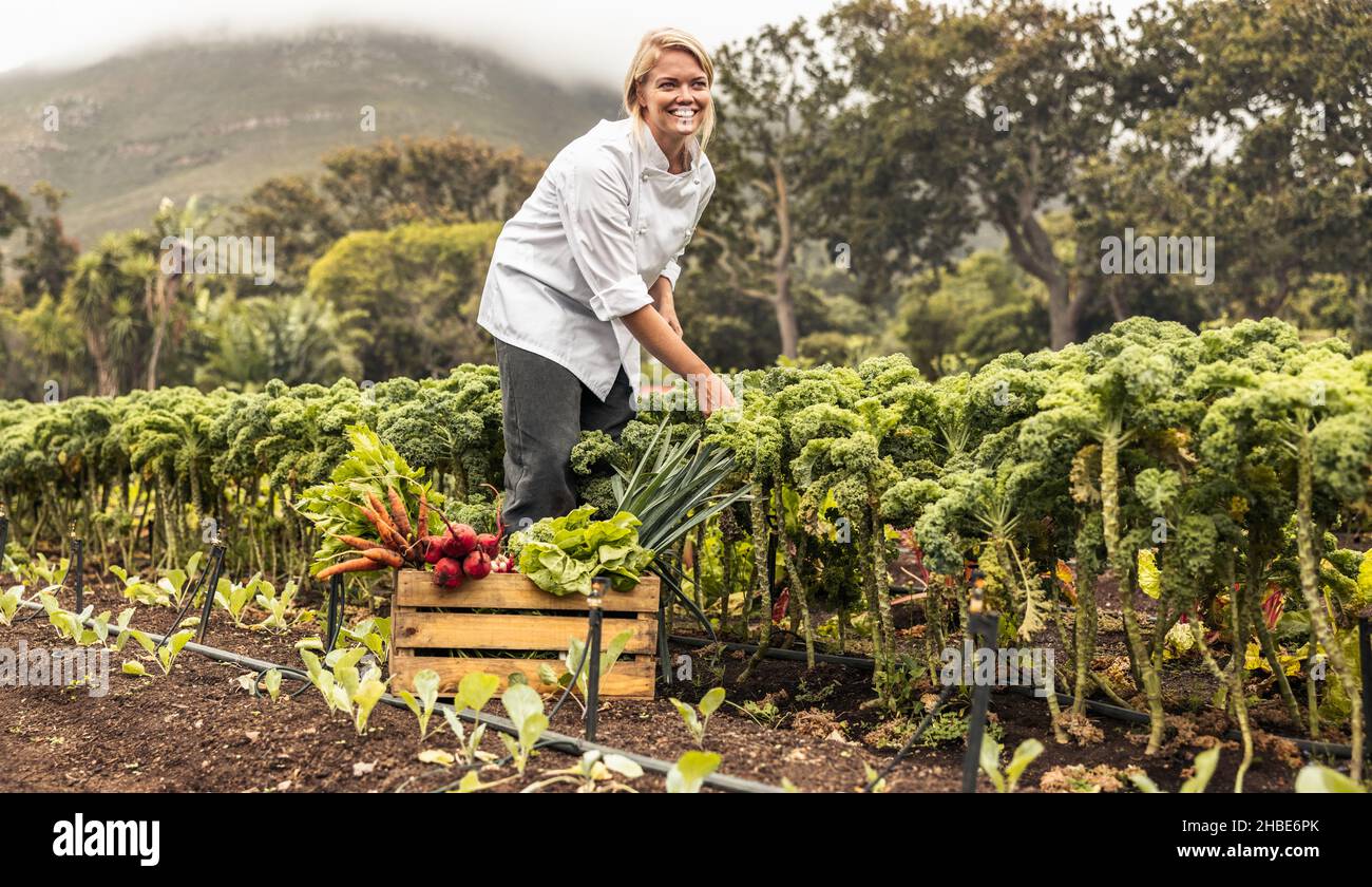 Carefree female chef harvesting fresh vegetables in an agricultural ...