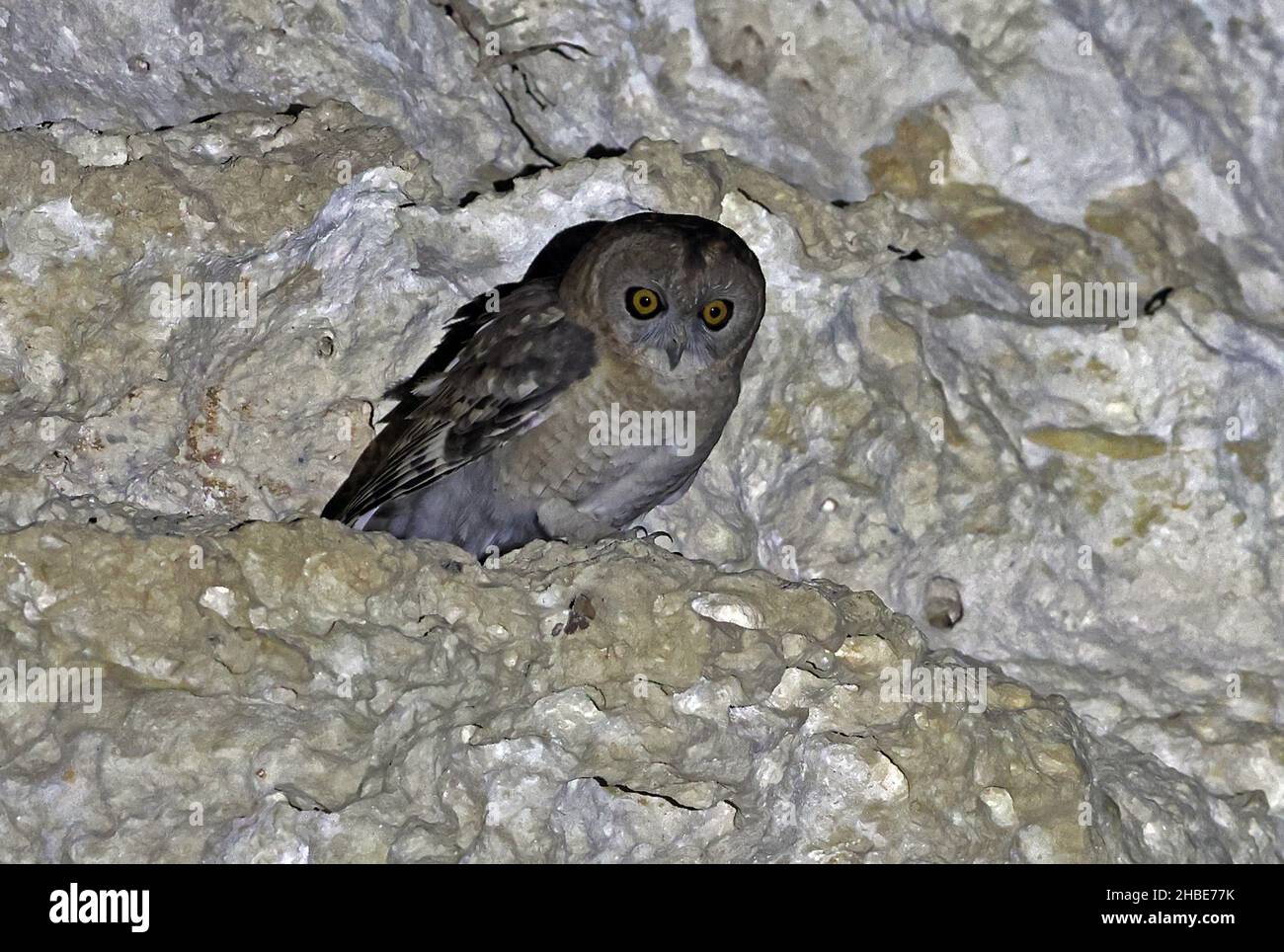 Humes tawny owl hi-res stock photography and images - Alamy