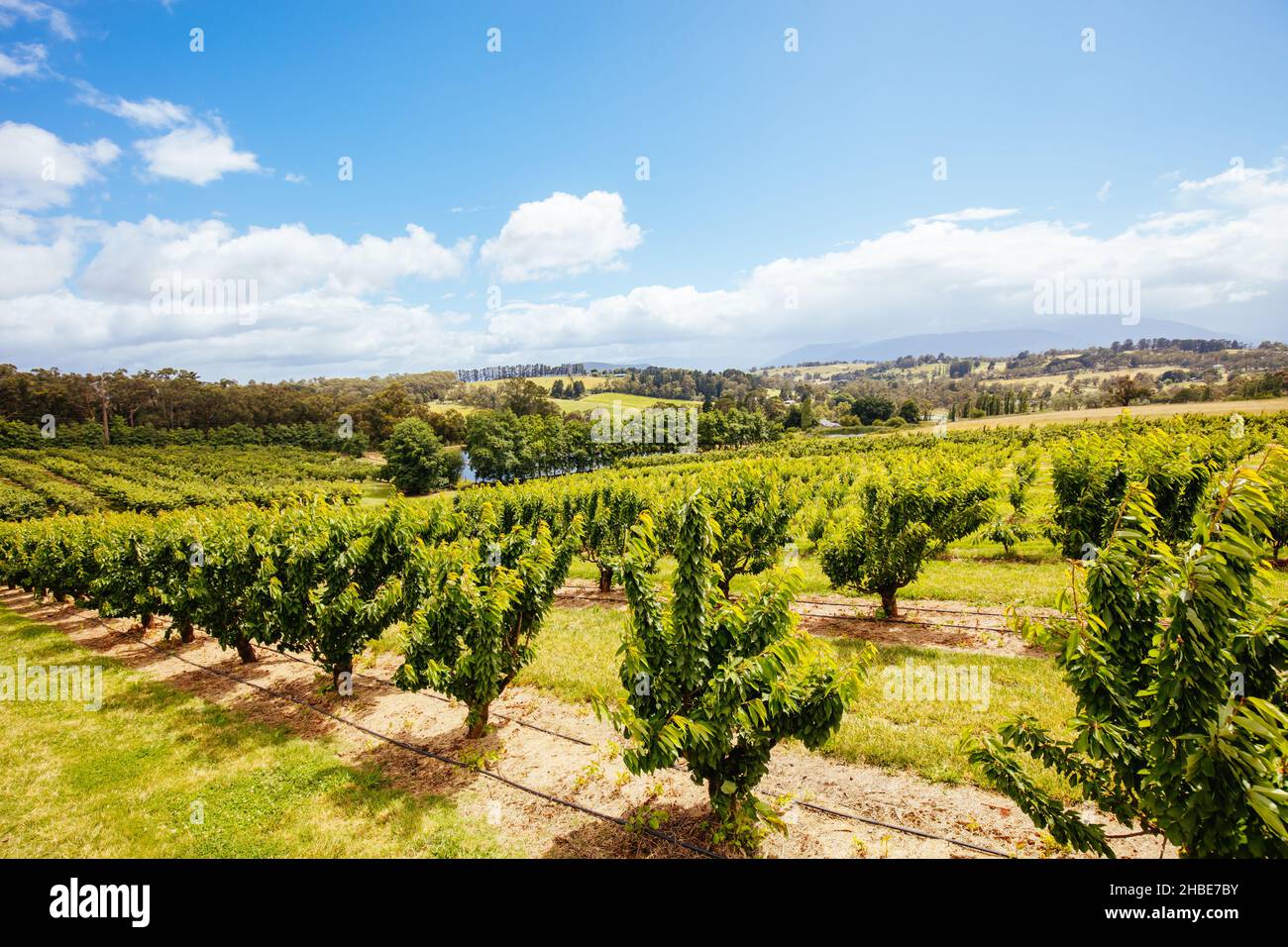 Fresh Cherries in Orchard in Australia Stock Photo - Alamy