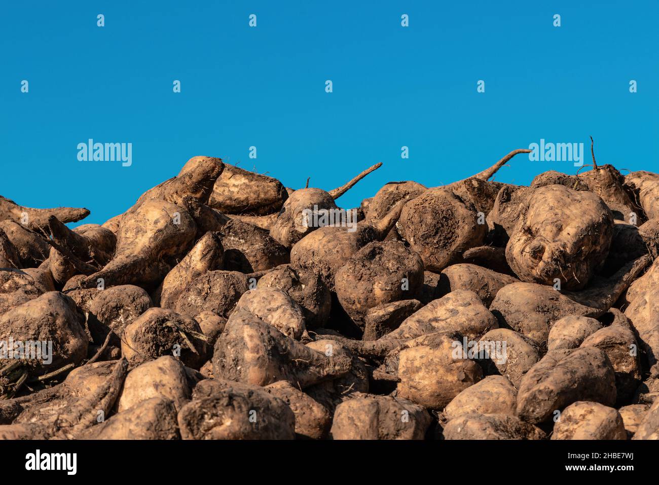 Pile of harvested sugar beet root crops in field, Beta vulgaris is also ...