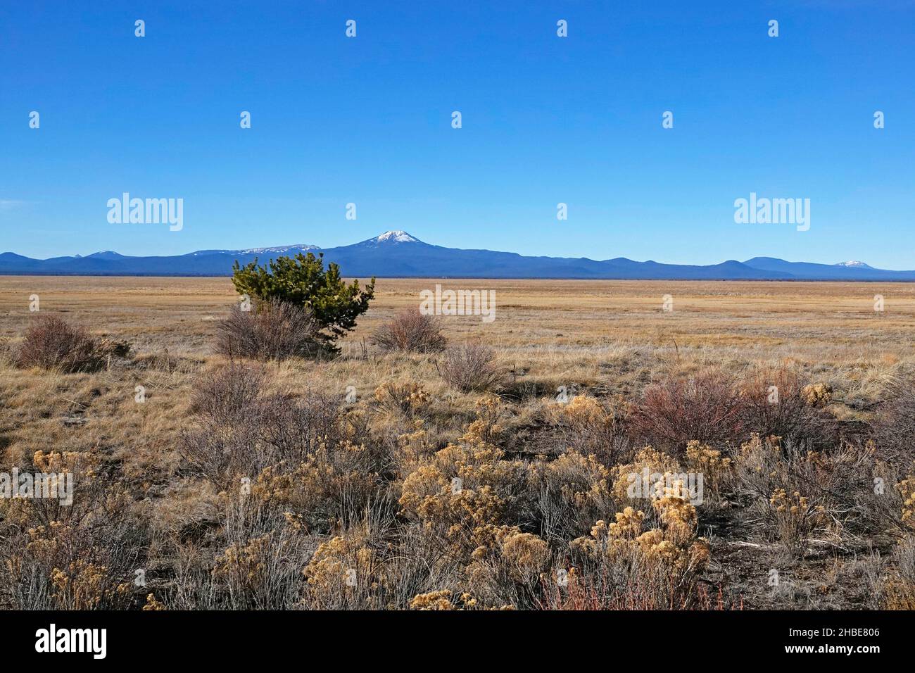 Marshy habitat hi-res stock photography and images - Alamy