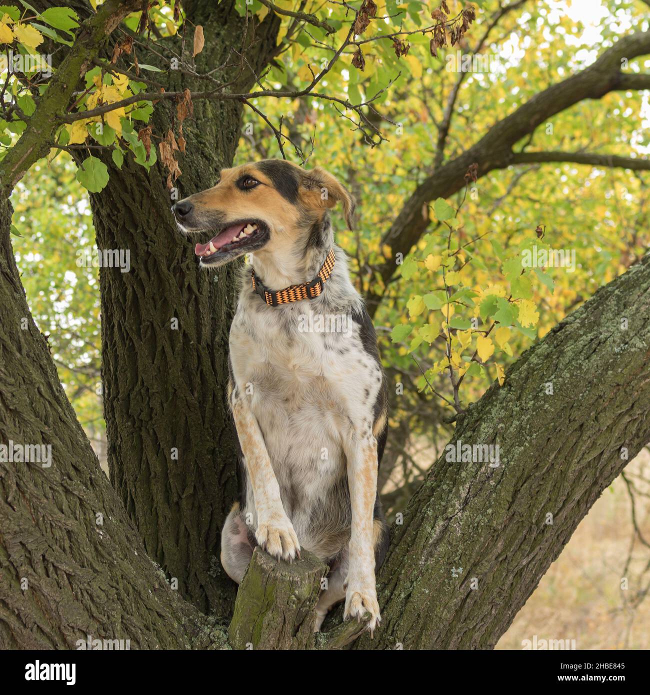 Portrait of mixed-breed female dog sitting on apricot tree branch and ...