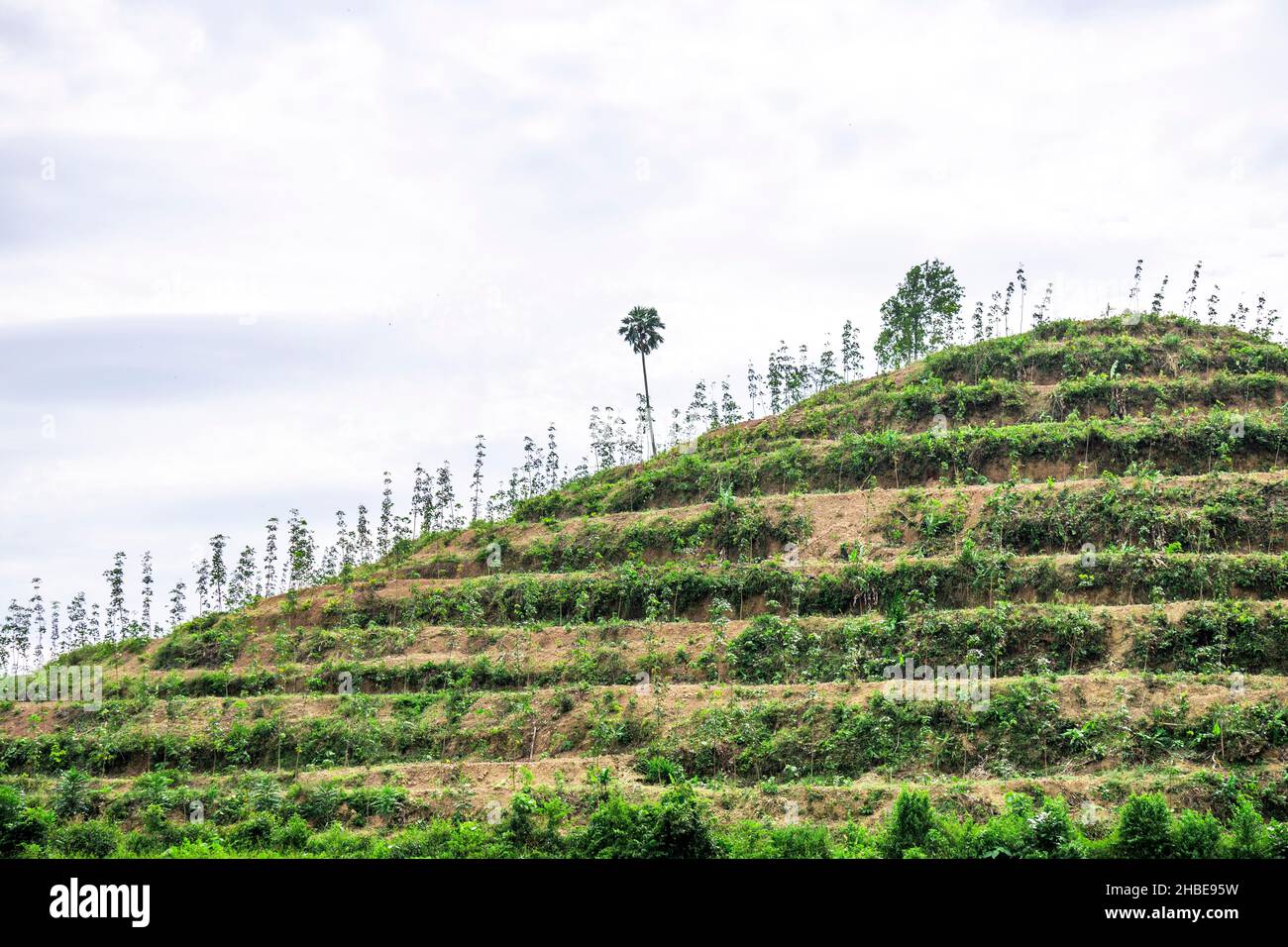 Green of crops showing step farming pattern farming tropics plants ...