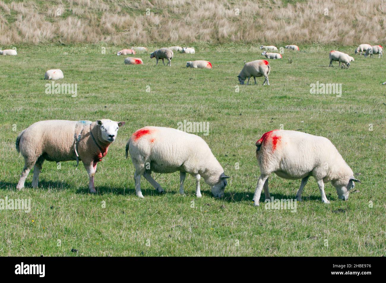Texel sheep, ram wearing a raddle, on meadow with ewes, Island of Texel ...