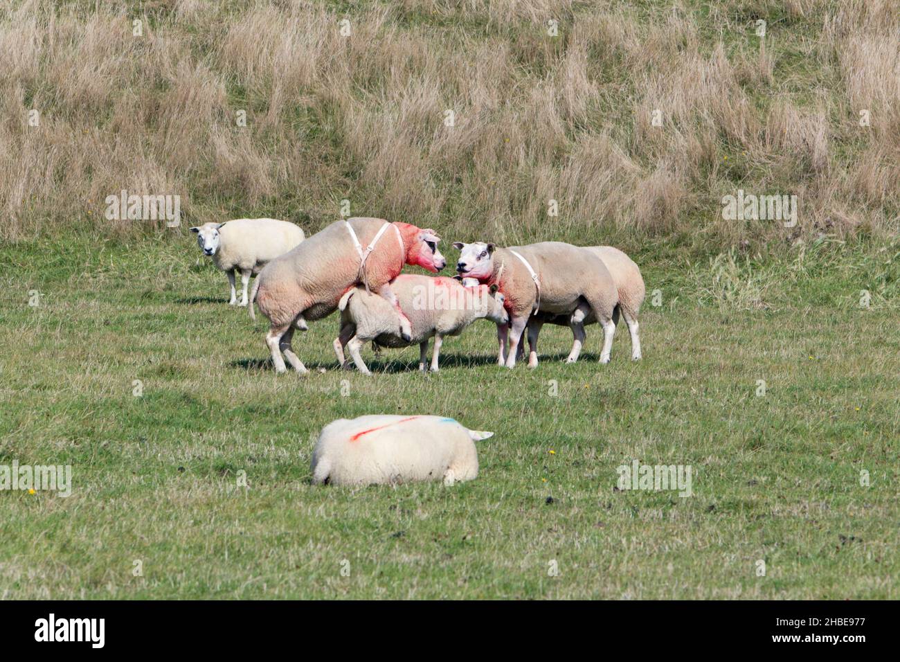 Texel sheep, two rams wearing each a raddle, one copulating with a ewe ...