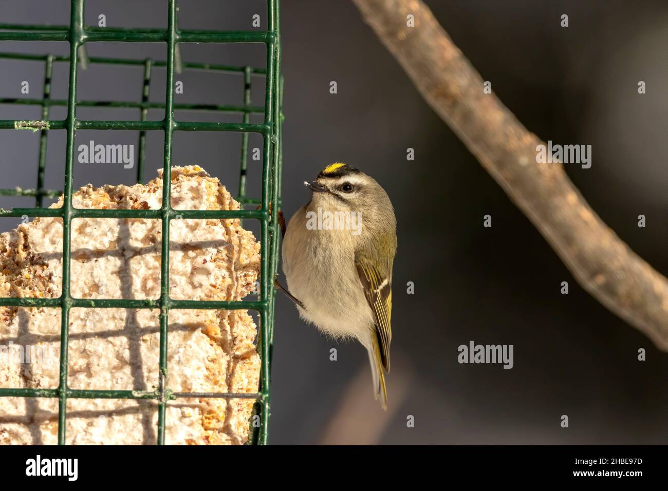The golden-crowned kinglet (Regulus satrapa) on the feeder Stock Photo ...