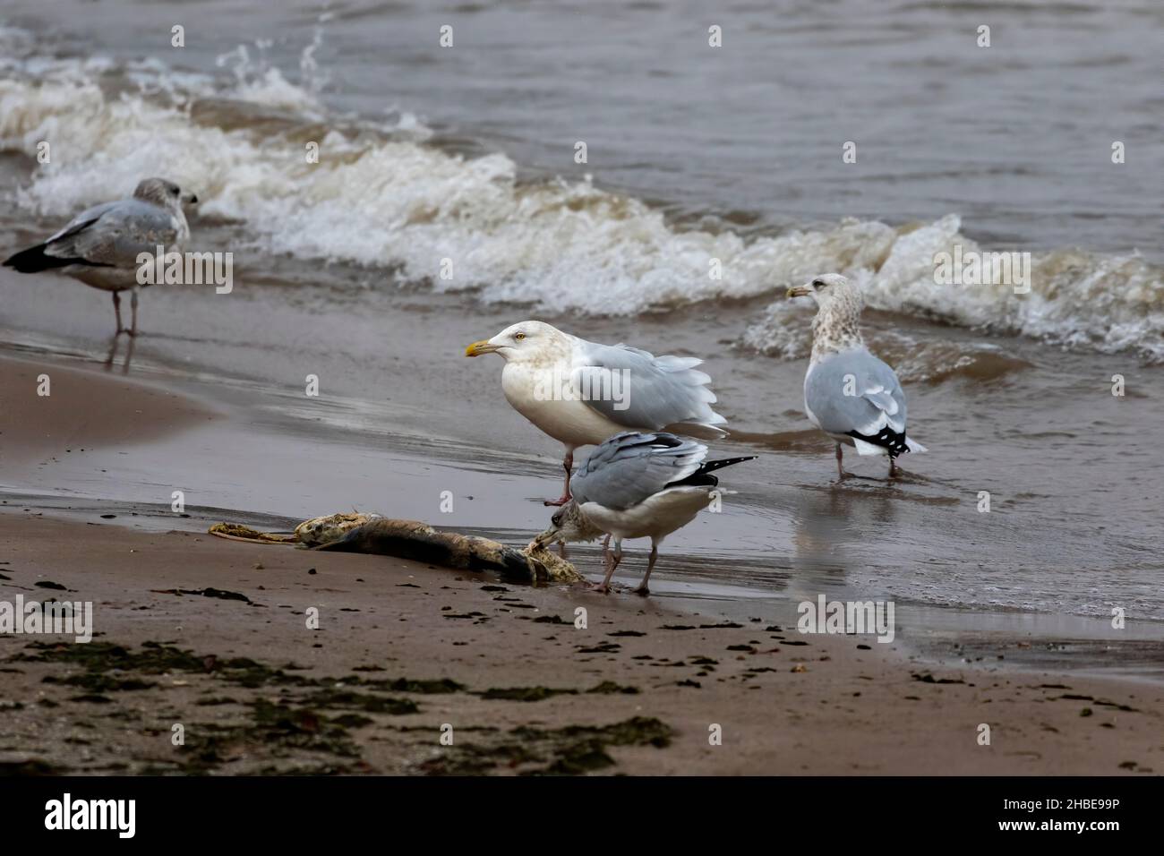 Seagulls fighting for a dead fish Stock Photo - Alamy