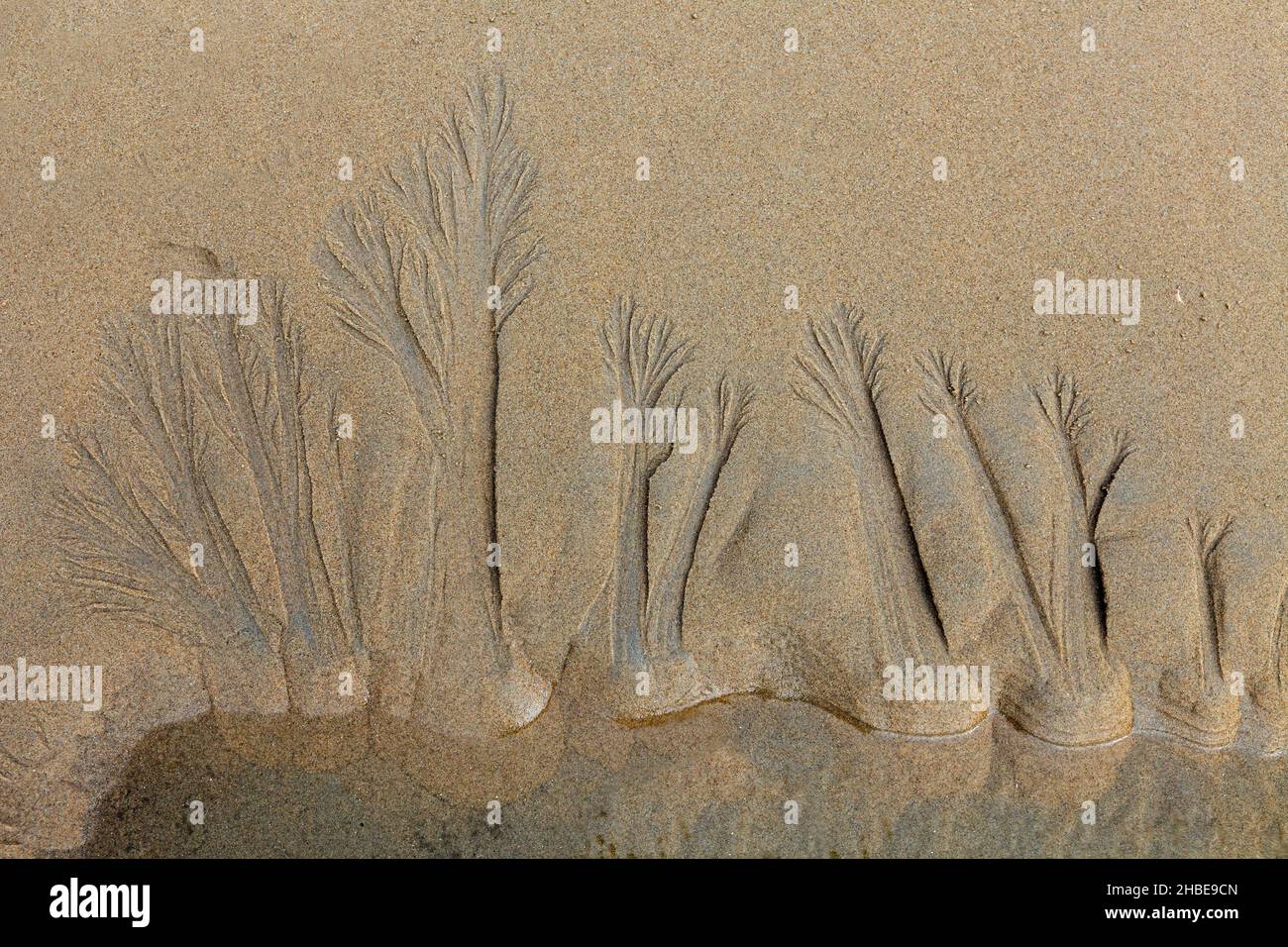 Patterns of water rivulets in sand, caused by sea water flowing back at ...