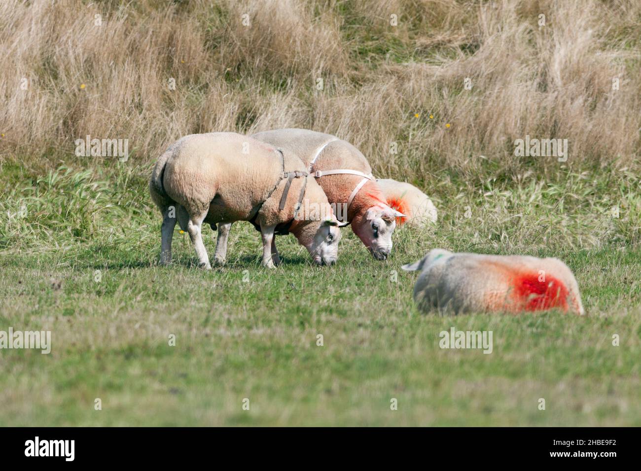 Texel sheep, two rams wearing each a raddle, on meadow with ewes ...