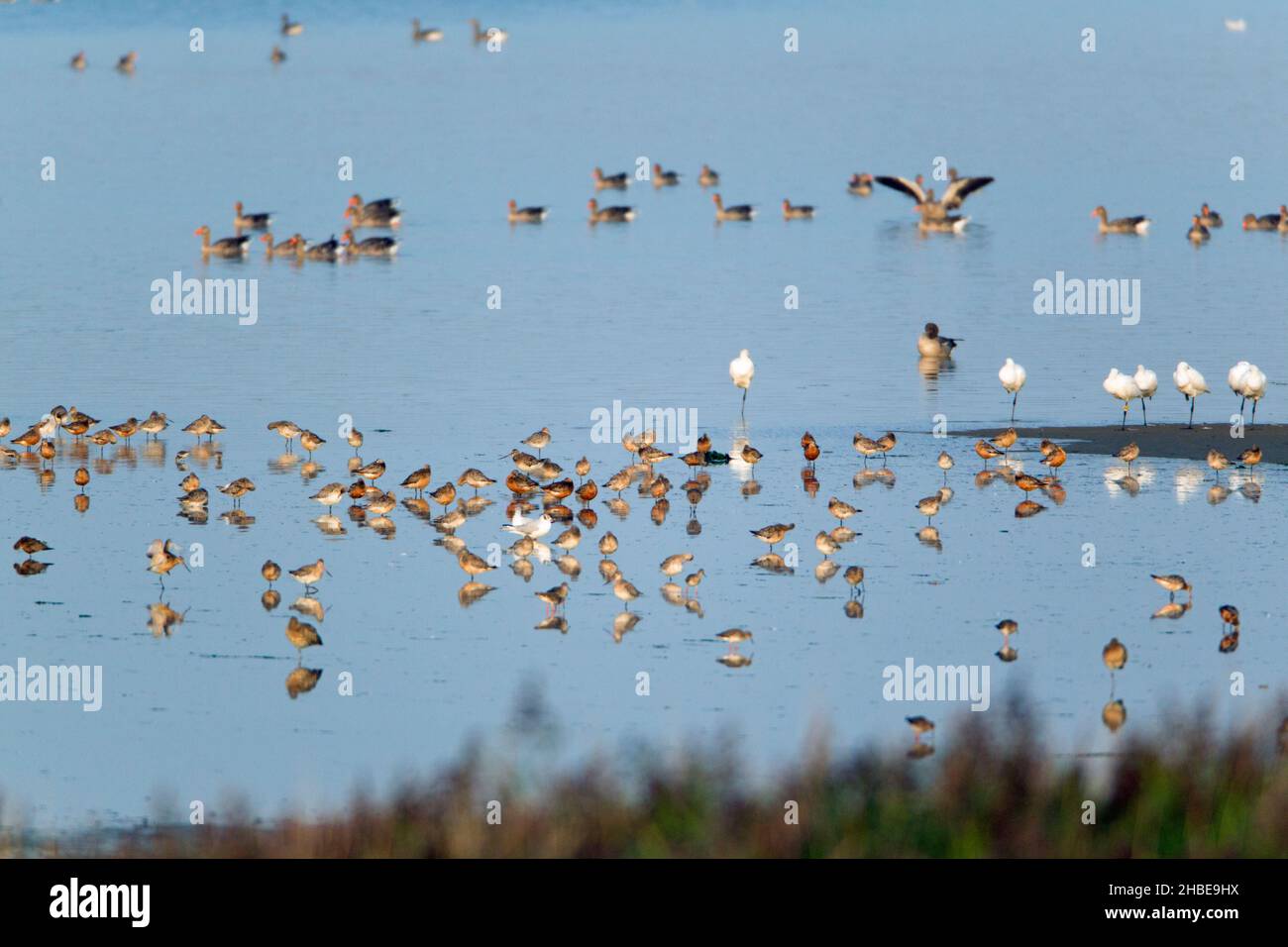 Various kinds of waders, geese and ducks, feeding in estuary, in autumn ...