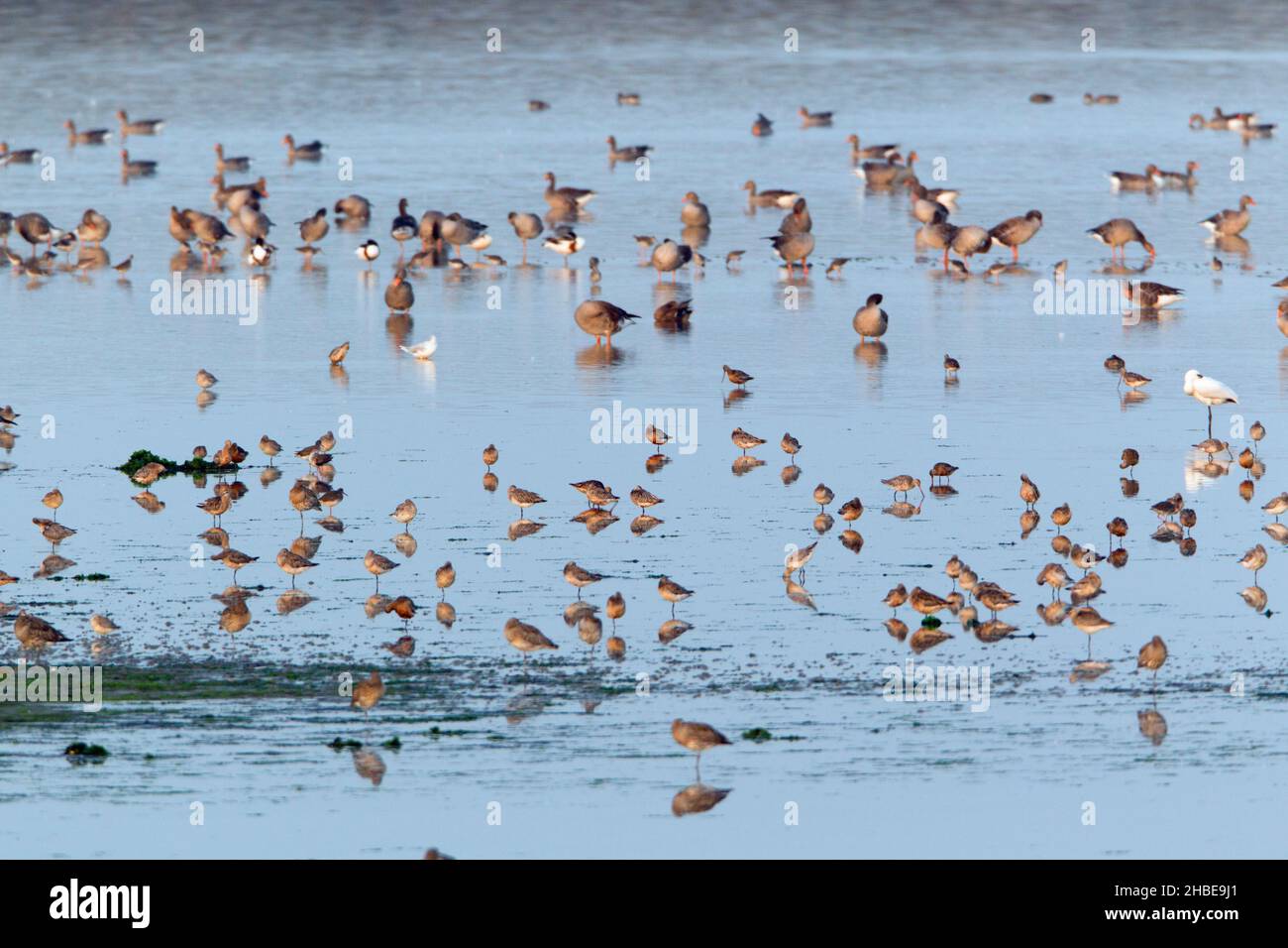 Estuary birds hi-res stock photography and images - Alamy