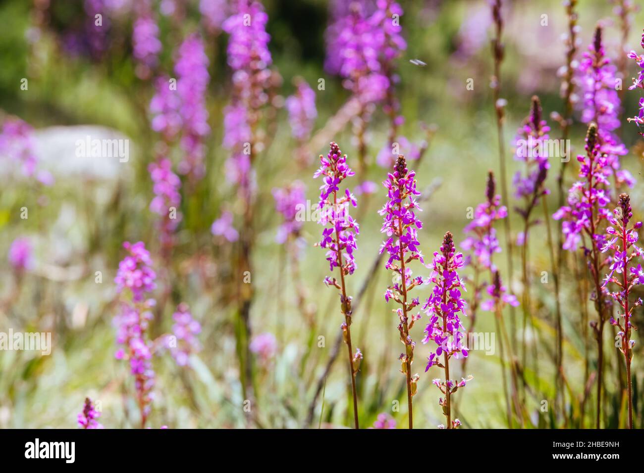 Mount Buller Flora in Summer in Australia Stock Photo - Alamy