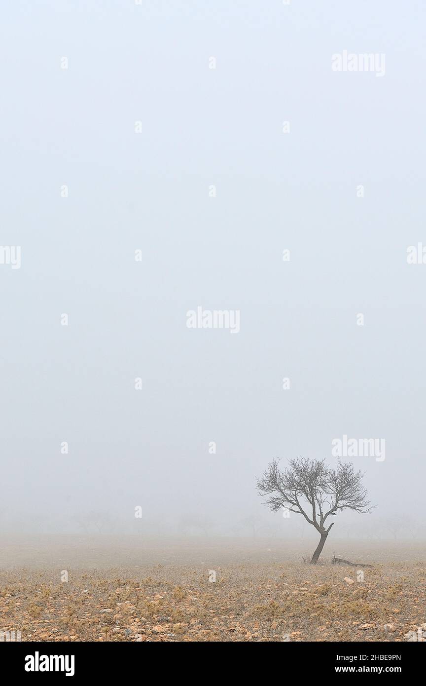 A tree is a plant with a woody stem that branches off at a certain ...