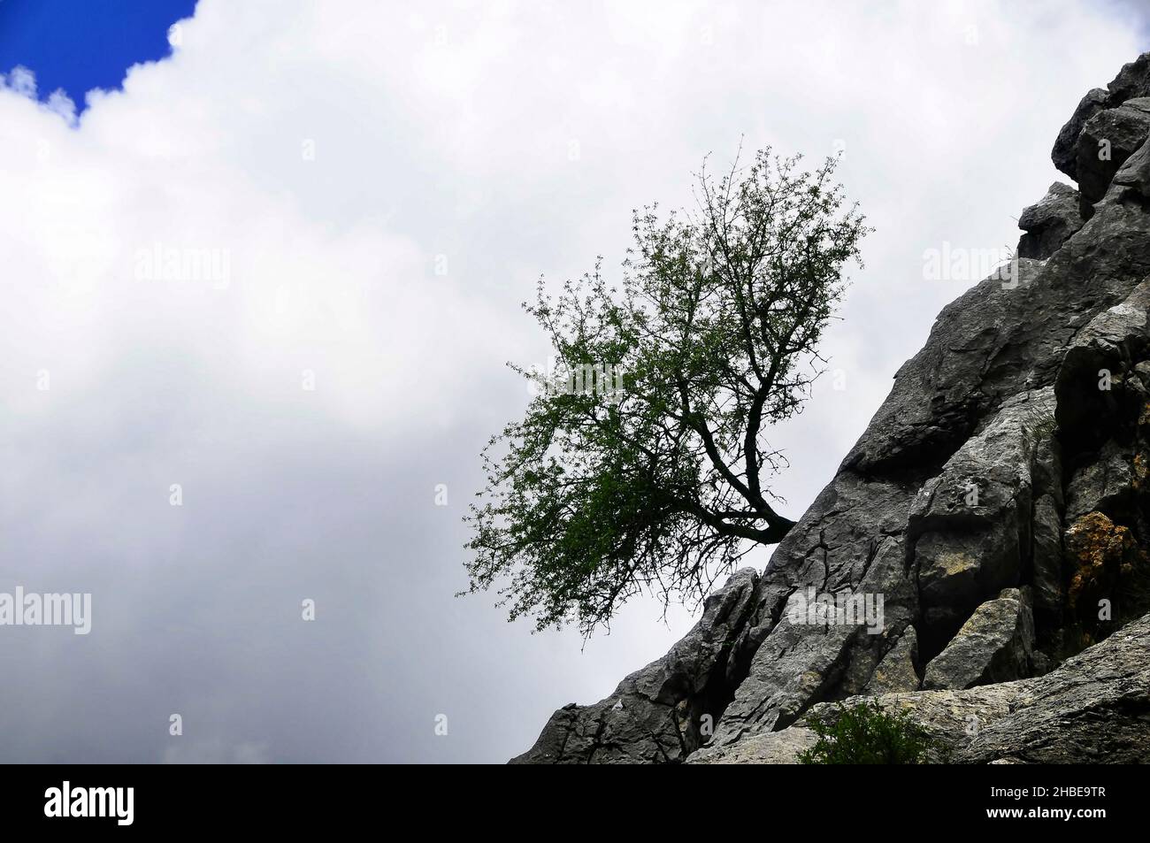 A tree is a plant with a woody stem that branches off at a certain ...
