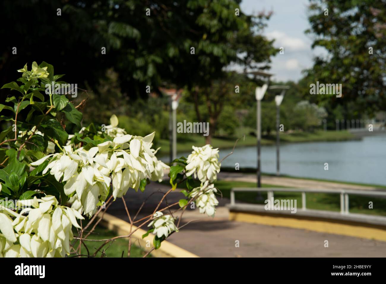 white color flower bush tree in the park Stock Photo - Alamy